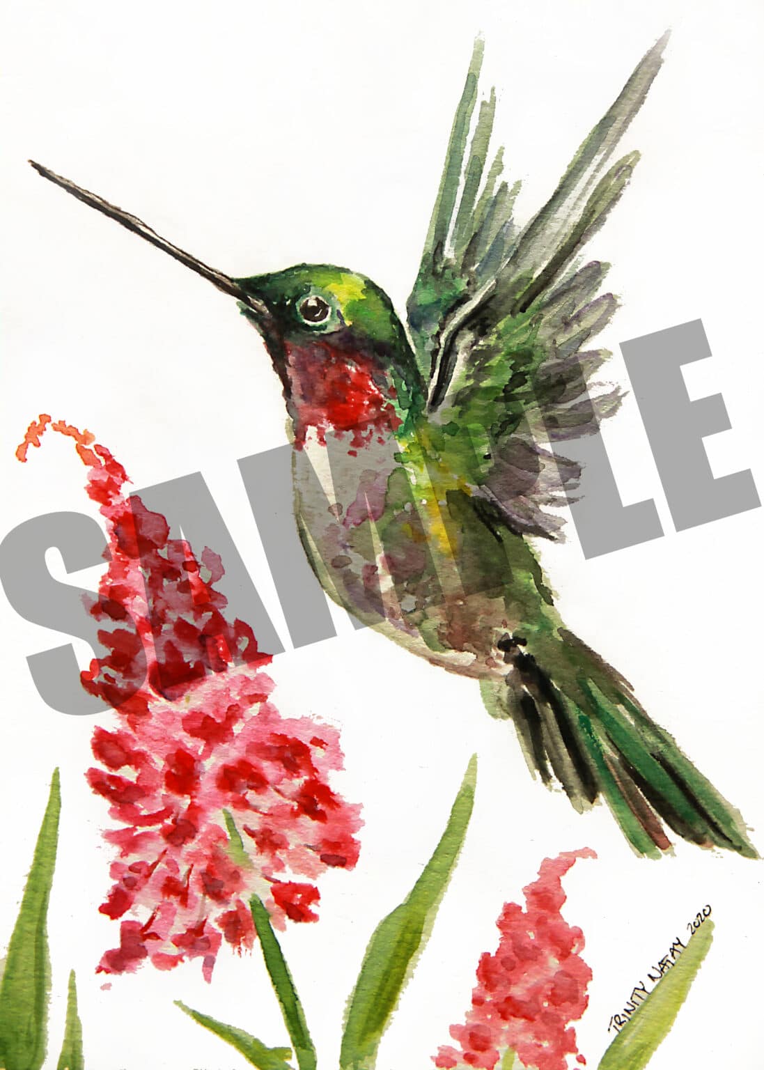 Hummingbird Watercolor - My Community Made
