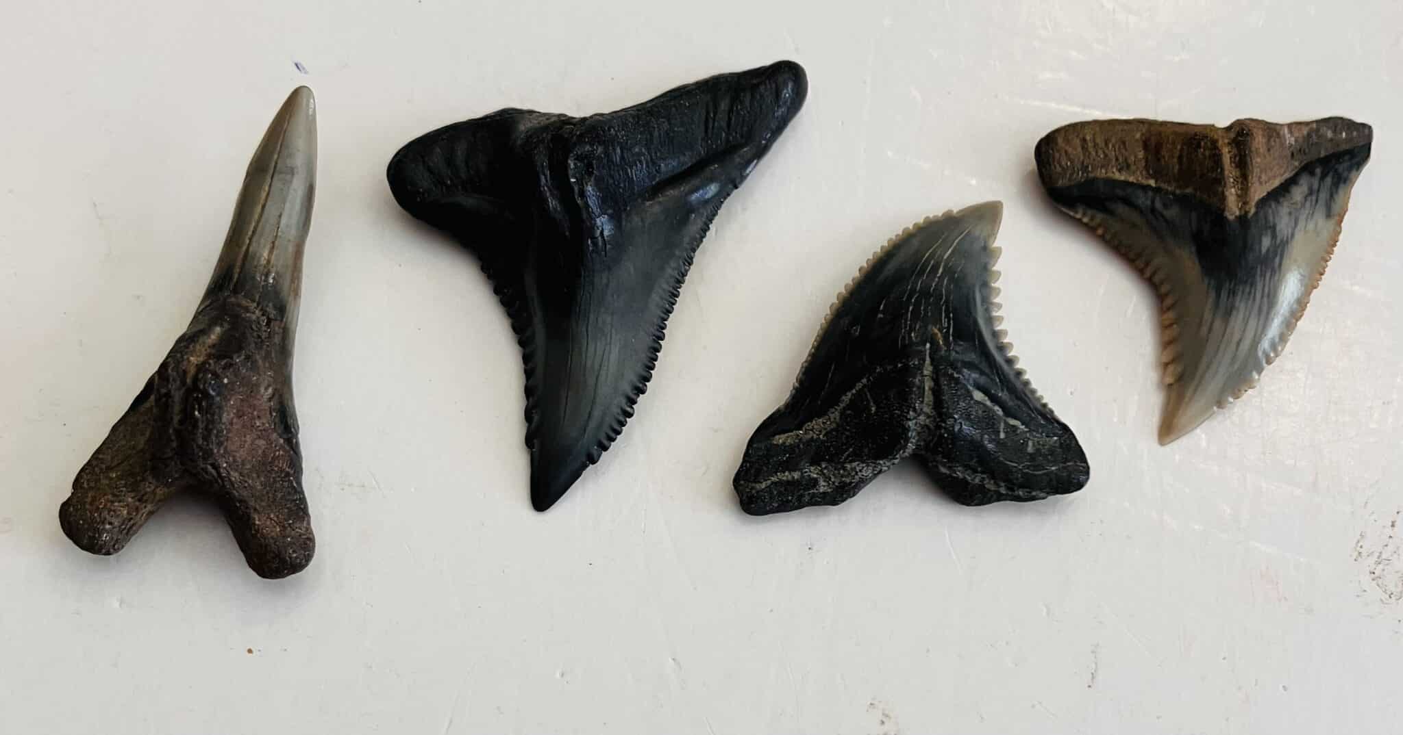 Fossil Megladon Tooth Sculpture - My Community Made