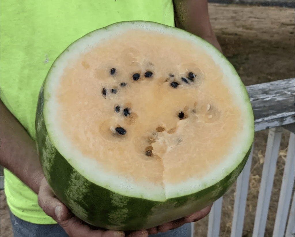 Watermelon Seeds -🍉- Organic Yellow Orange Meat Water Melon 20 Seed Lot ...
