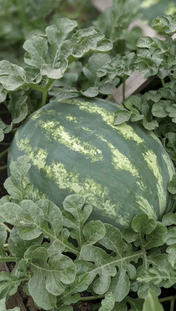 Watermelon Seeds -🍉- Organic Yellow Orange Meat Water Melon 20 Seed Lot ...